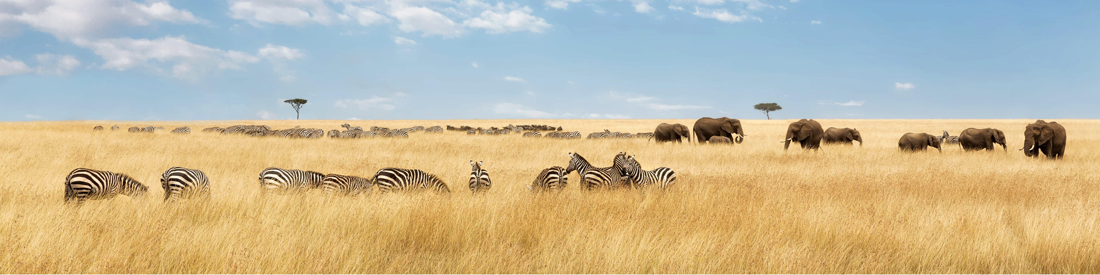 Experiences | Intrepid DMC